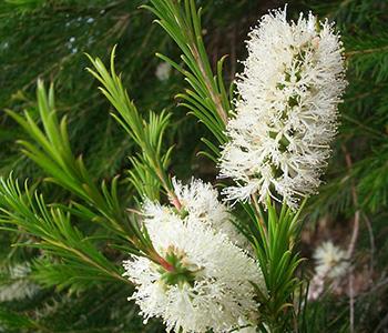 Tea Tree - The Lost Herbs