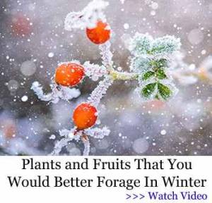 Winter Miracle Tea - The Lost Herbs