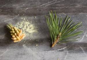 20 Pine Pollen Benefits And Uses You NEED To Know! - The Lost Herbs