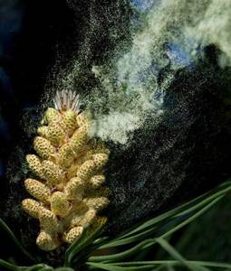 20 Pine Pollen Benefits And Uses You NEED To Know! - The Lost Herbs