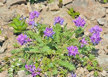 Astragalus - The Lost Herbs