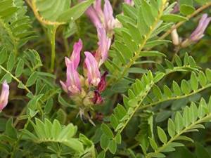Astragalus - The Lost Herbs