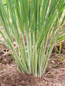 Lemongrass - The Lost Herbs