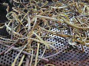 Willow - The Lost Herbs