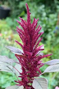 Amaranth - The Lost Herbs