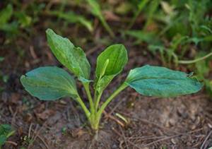 Plantain - The Lost Herbs