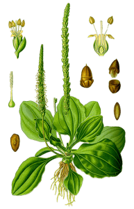 Plantain - The Lost Herbs