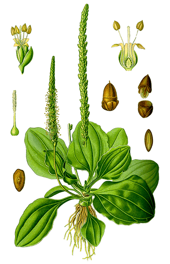 Plantain - The Lost Herbs
