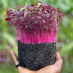 Amaranth - The Lost Herbs