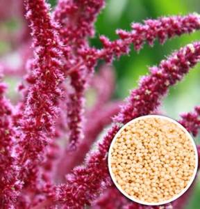 Amaranth - The Lost Herbs