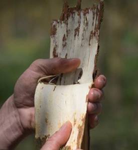 Slippery Elm - The Lost Herbs