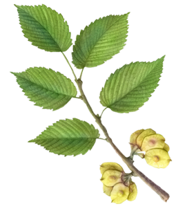 Slippery Elm - The Lost Herbs