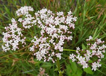 Valerian - The Lost Herbs