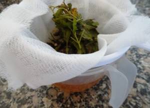 DIY Spring Fever Tincture - The Lost Herbs