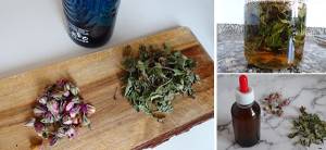 DIY Spring Fever Tincture - The Lost Herbs
