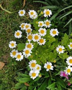 Feverfew - The Lost Herbs