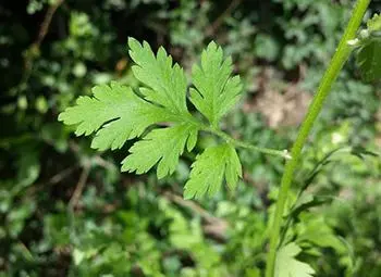 Feverfew - The Complete Guide to Nature's Migraine Remedy - The Lost Herbs
