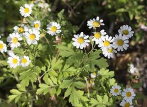 Feverfew - The Lost Herbs