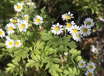 Feverfew - The Complete Guide to Nature's Migraine Remedy - The Lost Herbs