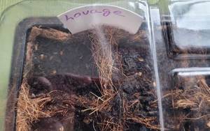 Plant of The Week: Lovage - The Lost Herbs