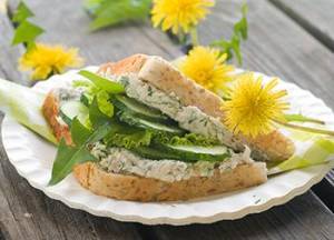 50 Recipes Using Dandelion - The Lost Herbs