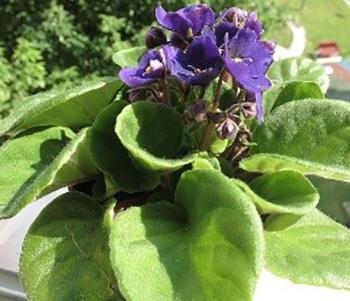 Sweet Violet - The Lost Herbs