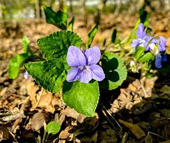 Sweet Violet - The Lost Herbs