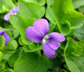 Sweet Violet - The Lost Herbs