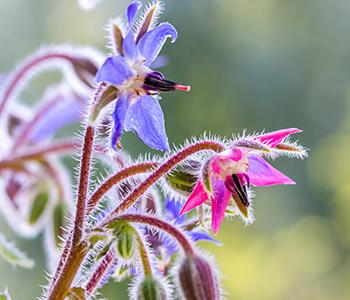 Plant of The Week: Borage - The Lost Herbs