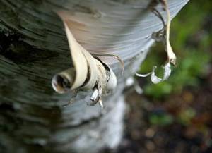 5 ‘Miracle Trees’ The Native Americans Used For Medicine - The Lost Herbs
