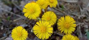Coltsfoot - The Lost Herbs
