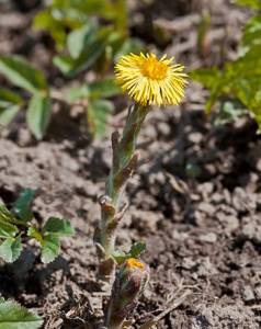 Coltsfoot - The Lost Herbs
