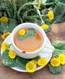 Coltsfoot - The Lost Herbs