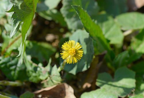 Coltsfoot - The Lost Herbs