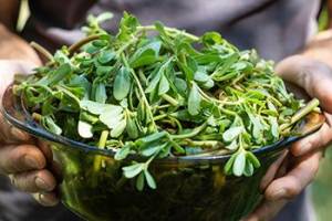Foraging Calendar: What To Forage In July - The Lost Herbs