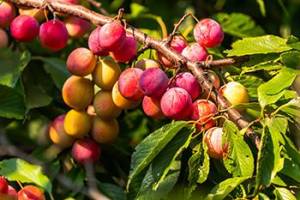 Foraging Calendar: What To Forage In July - The Lost Herbs