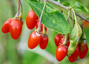 Goji Berry - The Lost Herbs
