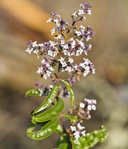 Lemon Verbena - The Lost Herbs