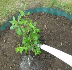Goji Berry - The Lost Herbs