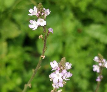 Lemon Verbena - The Lost Herbs