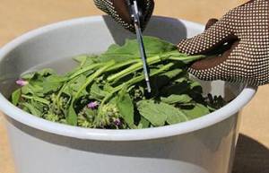 Comfrey - The Lost Herbs