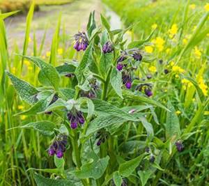 Comfrey - The Lost Herbs