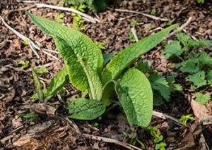 Comfrey - The Lost Herbs
