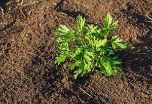 Mugwort - The Lost Herbs