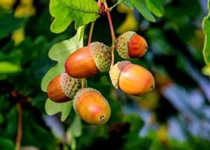 Foraging Calendar: What To Forage In September - The Lost Herbs