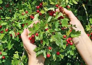 Foraging Calendar: What To Forage In September - The Lost Herbs