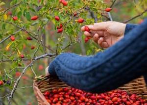 Foraging Calendar: What To Forage In September - The Lost Herbs