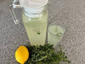 Thyme - The Lost Herbs