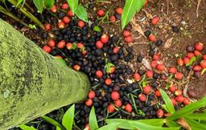 Where to Forage for Free in Your City - The Lost Herbs