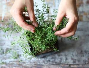 Thyme - The Lost Herbs